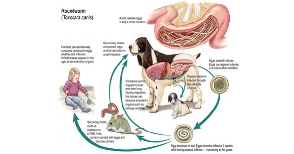 Intestinal Wormers - Vet Meds for Pets