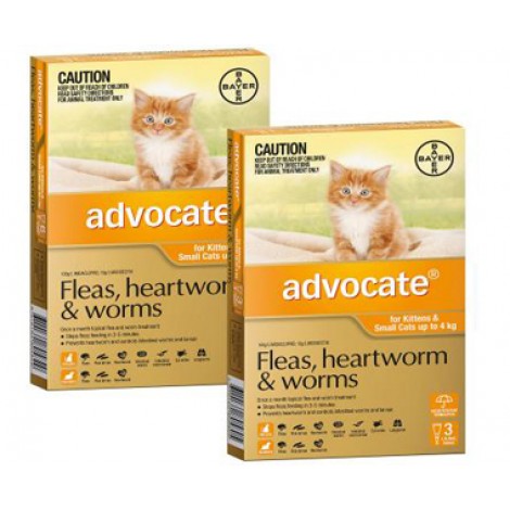 Advocate Kittens & Small Cats - Cats & Kittens