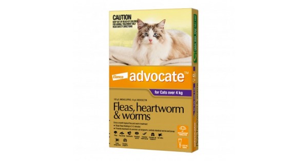 Advocate Large Cat (Purple) - Cats & Kittens
